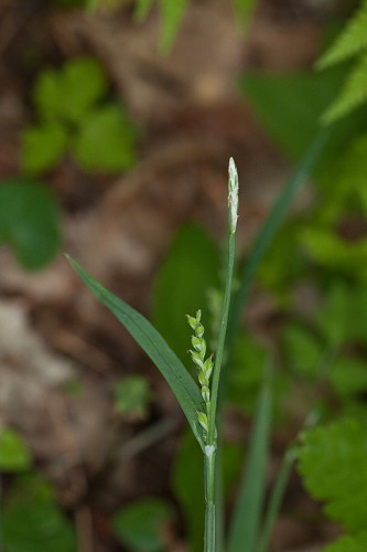 Carex laxiflora