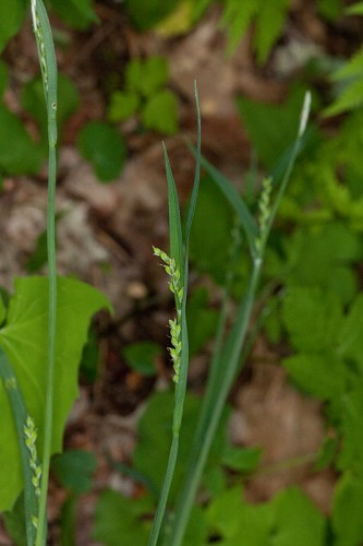 Carex Laxiflora