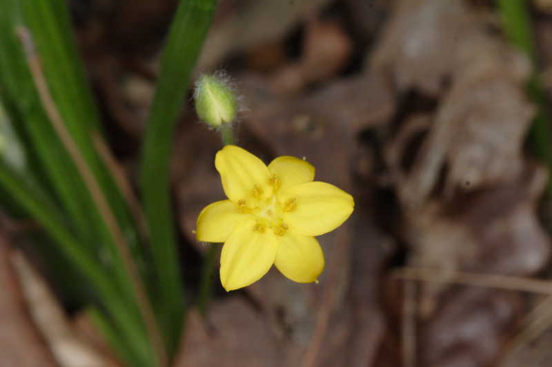 Yellow Star Grass Hypoxis Hirsuta Plantsflowerss