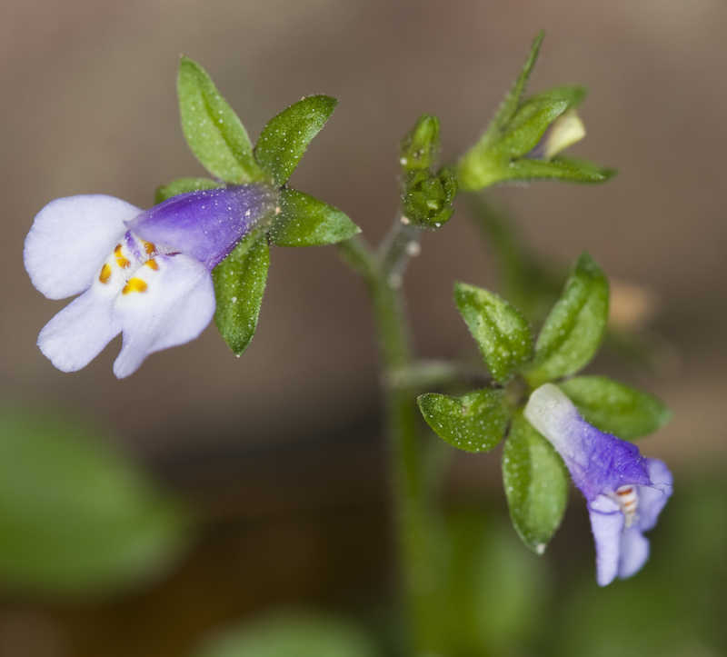 Mazus pumilus (Japanese mazus) (Lobelia pumila)