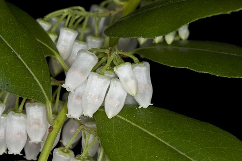 Agarista populifolia