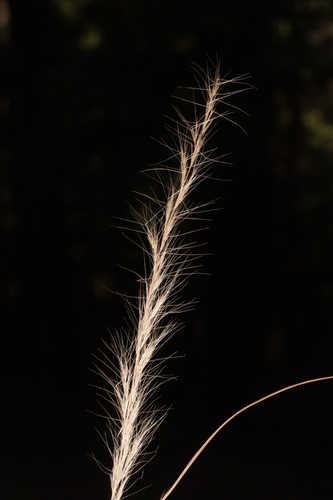 Aristida purpurascens