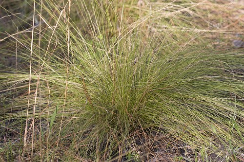 Aristida stricta