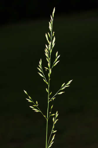 Bromus inermis