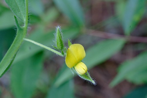 Crotalaria sagittalis