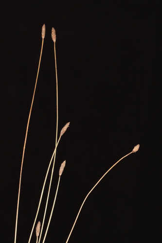 Eleocharis erythropoda