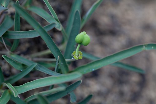 Euphorbia Ipecacuanhae Flower