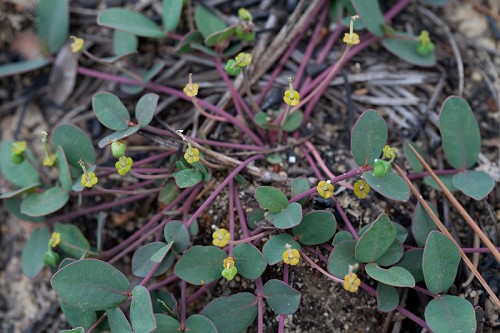 Euphorbia Ipecacuanhae Flower