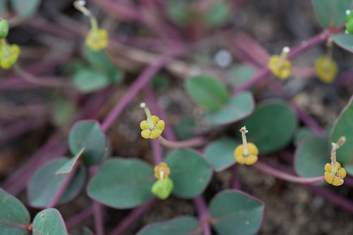 Euphorbia Ipecacuanhae Flower