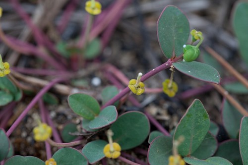 Euphorbia Ipecacuanhae Flower