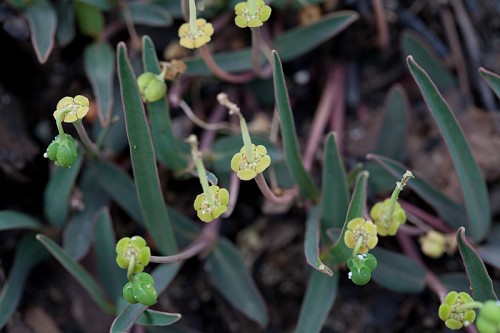 Euphorbia Ipecacuanhae Flower