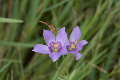 Eustoma exaltatum