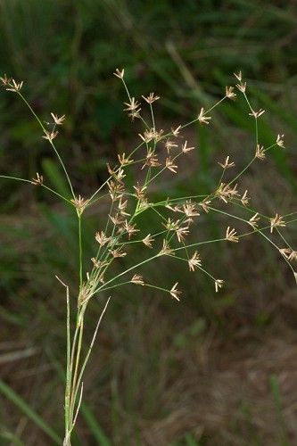 Juncus Diffusissimus
