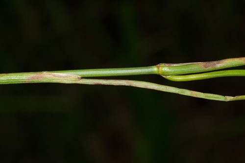 Juncus Diffusissimus
