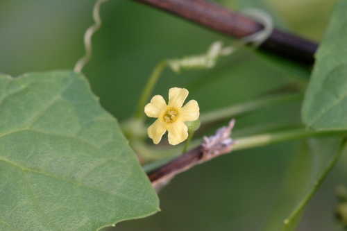 Melothria pendula