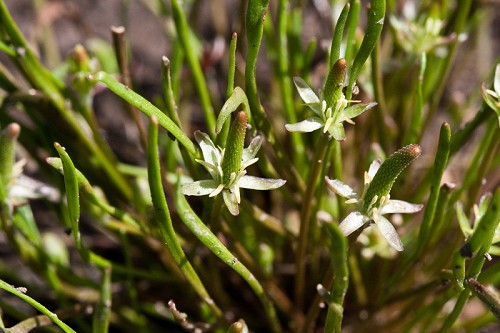 Myosurus - Alchetron, The Free Social Encyclopedia
