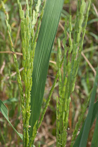 Oryza sativa