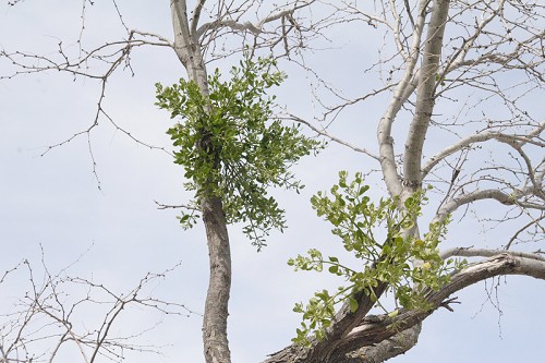 Phoradendron leucarpum - Alchetron, The Free Social Encyclopedia