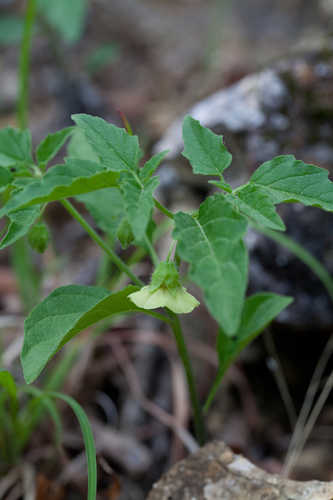 Physalis longifolia