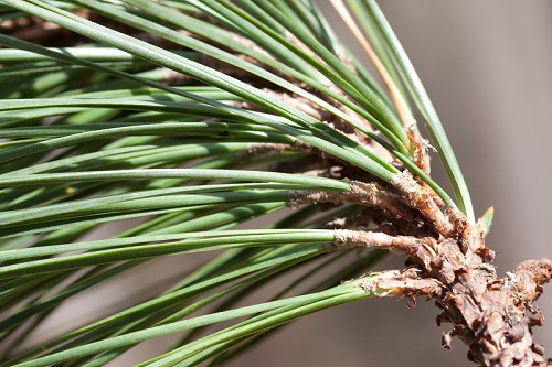 Pinus Taeda