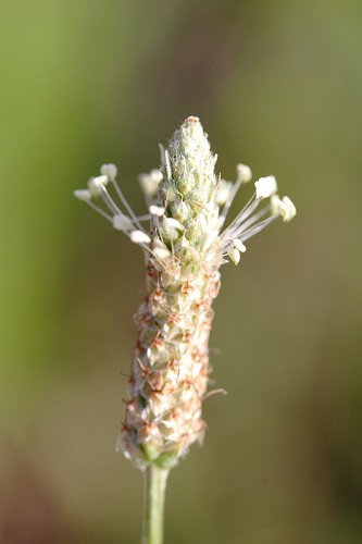 Plantago lanceolata