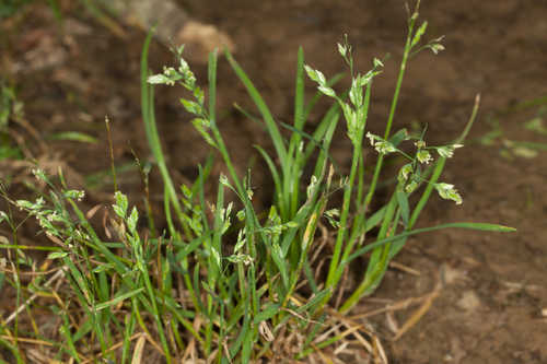 Poa annua