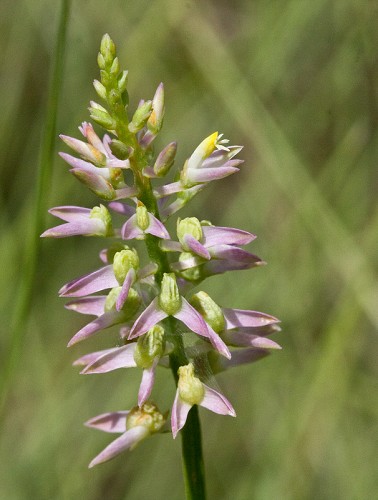 Polygala hookeri