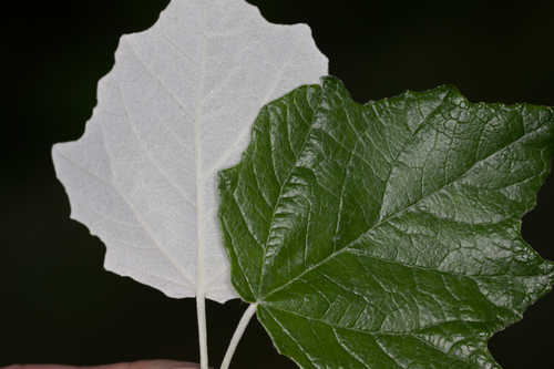 Populus alba