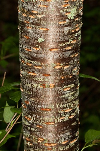 Prunus Serrulata Bark