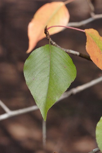 Pyrus Calleryana Leaf