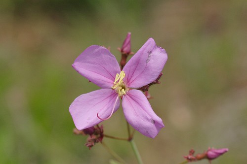Rhexia alifanus
