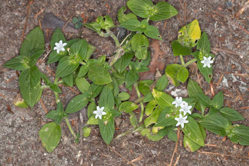Richardia brasiliensis
