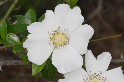 Rosa laevigata