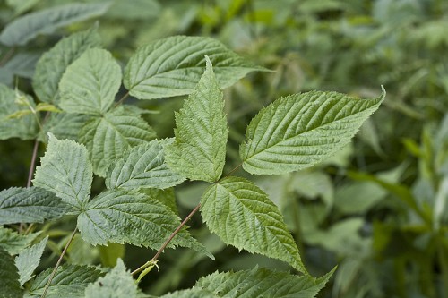 Rubus Canadensis