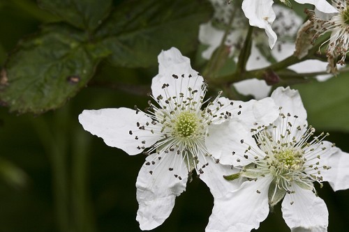 Rubus canadensis - Alchetron, The Free Social Encyclopedia