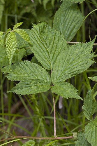 Rubus Canadensis