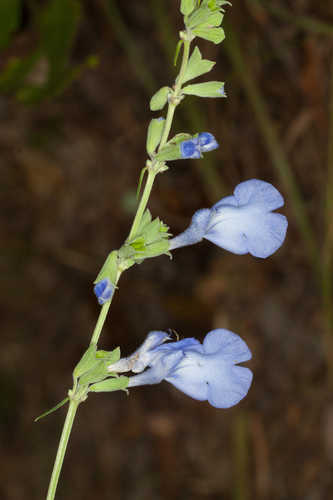 Salvia azurea