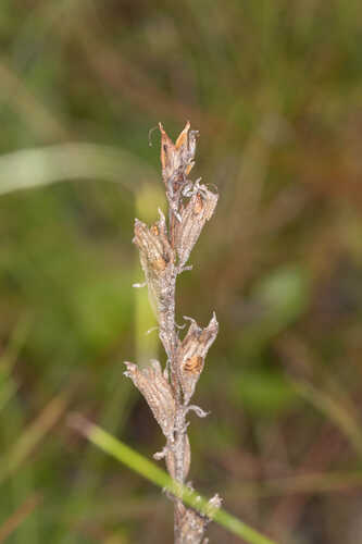 Schwalbea americana