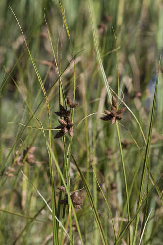 Schoenoplectus Robustus