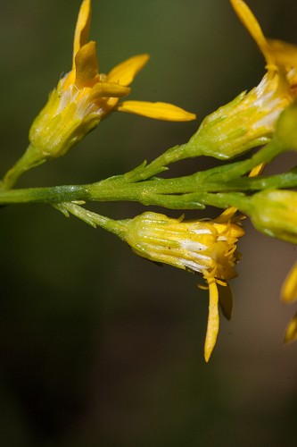 Solidago Stricta