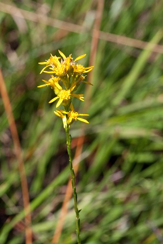 Solidago stricta