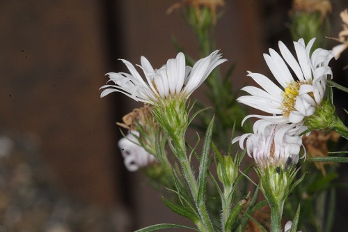 Aster Pilosus