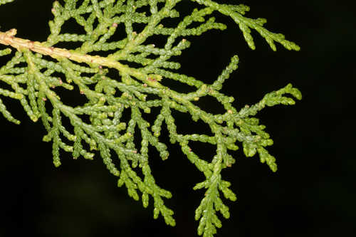 Thuja occidentalis