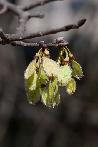 Ulmus Americana Flower