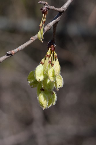 Ulmus Americana Flower