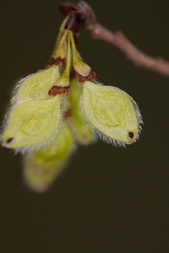 Ulmus Americana Flower