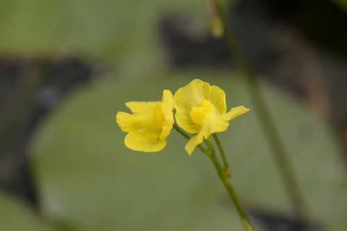 Utricularia inflata