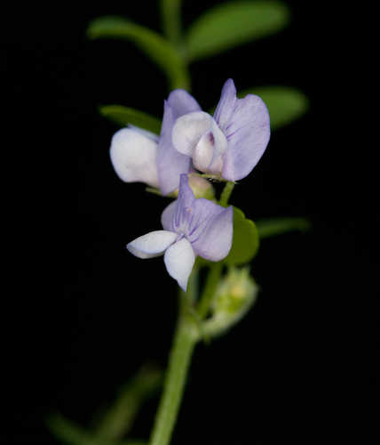 Vicia ludoviciana