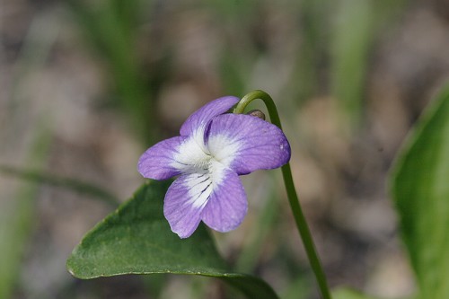 Viola palmata