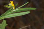 Crotalaria sagittalis
